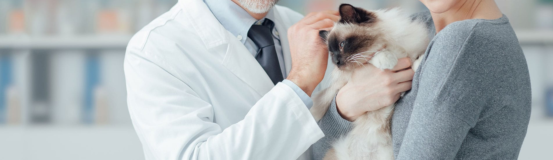 Spaying And Neutering Attleboro - Low Cost Pet Spay And Neuter Clinic